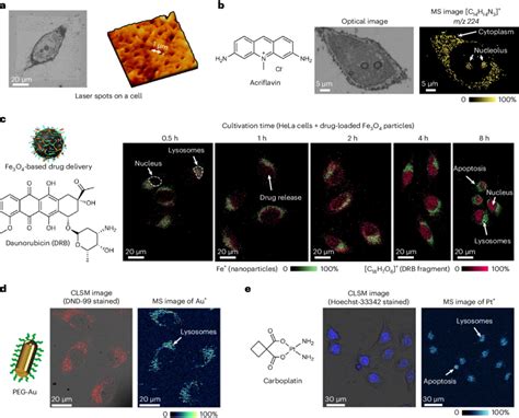 Single Cell Imaging Achieved By Laser Based Msi With The Microlensed