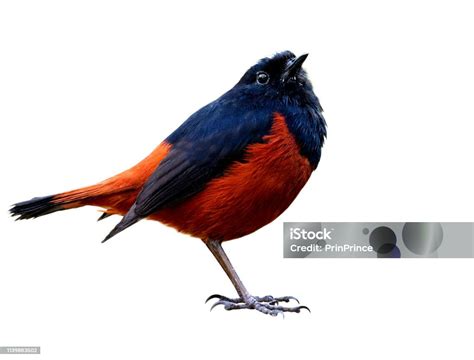 흰색 배경에 고립 된 꼬리 잔소리의 사랑 스러운 행동을 보여주는 머리에 흰 반점과 아름 다운 빨간색과 검은 새 갈색에 대한 스톡