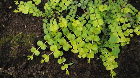 How To Get Rid Of Stubborn Ground Covers 7 Tips And Tricks