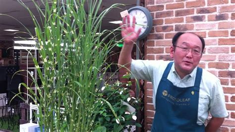 タカノハススキ 斑が消える理由 YouTube