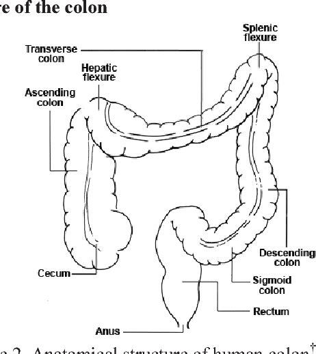 Figure 1 From Centerline Registration Of Prone And Supine Ct Colonography Scans Based On