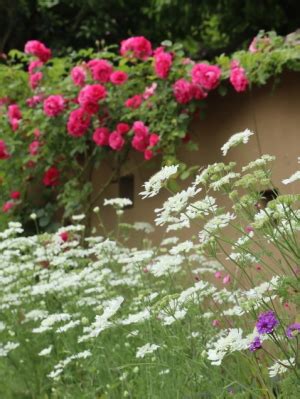 薔薇も 草花も cafeしろつめくさのガーデン便り