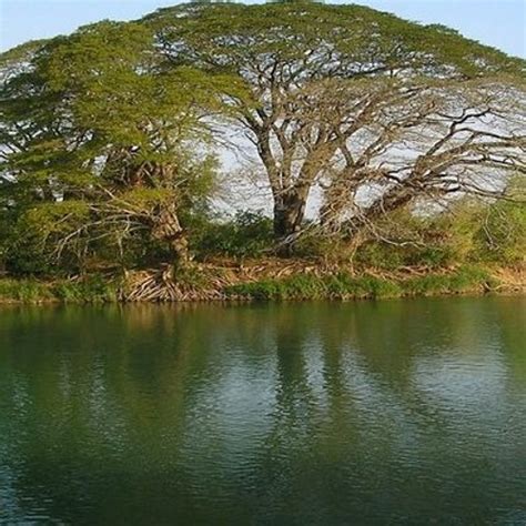 Stream A Tree Planted By Streams Of Water By New Vision Christian Church Listen Online For