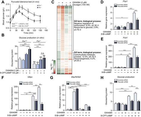 Fxr Is A Positive Regulator Of Hepatic Glucose Production A Pyruvate Download Scientific