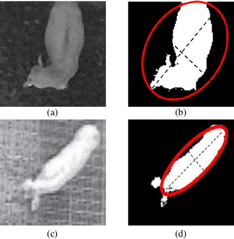 Figure 1 From Real Time Cattle Action Recognition For Estrus Detection Semantic Scholar