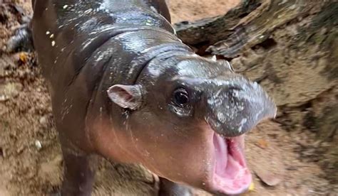 รวมรูปภาพของ เอ็นดูไม่ไหว น้องหมูเด้ง ฮิปโปแคระเซเลบเขาเขียว เฉลยทำไมต้องกิน อึ ของแม่ รูป