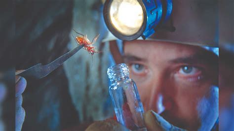 Cancel Critter What To Do With A Bug Named Hitler