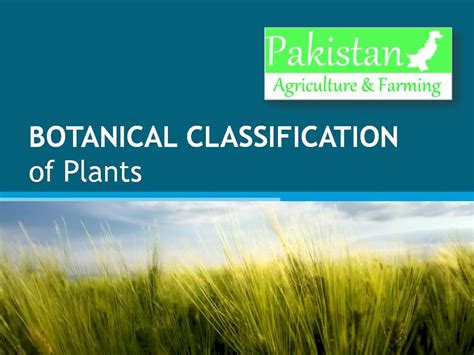 Botanical Classification Of Plants