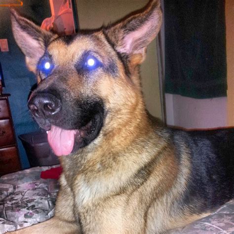 Thyroid Ninja Youtube