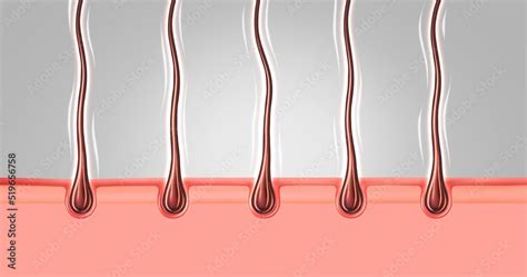 3d Illustration Of Healthy Hair In The Scalpstrengthening Of The Hair