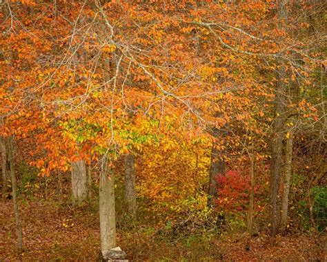 Fall Foliage Of Deciduous Trees Stock Image Image Of Environment