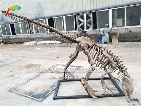 Fiberglass Real Size Gasosaurus Dinosaurs Skeleton Replicas For Museum Display
