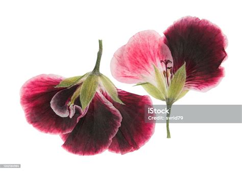 흰색 배경에 고립 된 압착 및 건조 된 핑크 섬세한 투명 꽃 제라늄 스크랩북 플로리스트리 또는 허바륨에 사용하십시오 건조한에