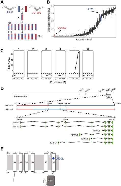 Qtl Mapping Identifies A Single Large Effect Locus Explaining Variation Download Scientific