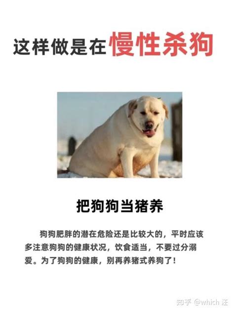 你是在养狗还是慢性杀狗快收藏下吧 知乎