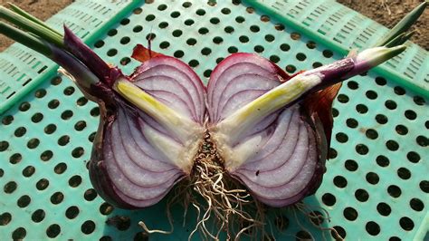 싹난 양파 키우기 밭에도 심고 물에도 심고 관찰일기 작성중 네이버 블로그