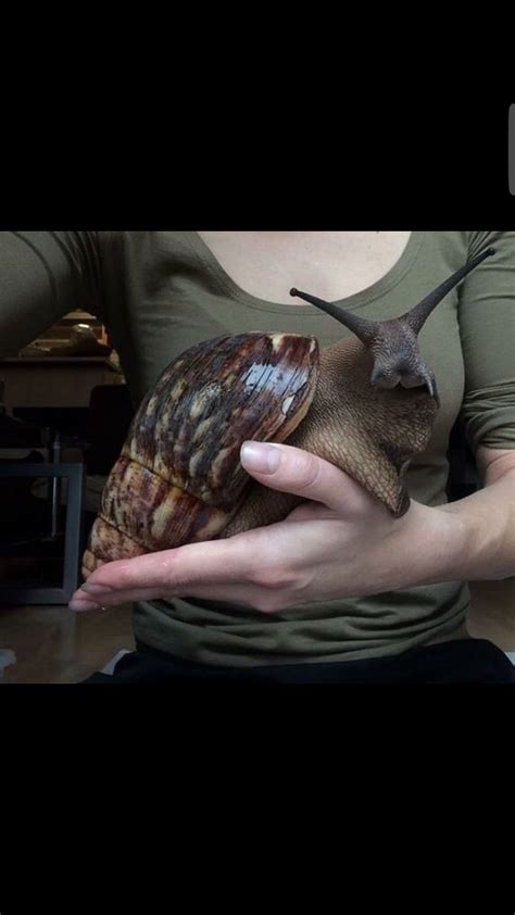 Absolute R AbsoluteUnits