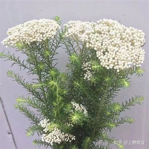 澳洲米花爆米花我从远方来 知乎