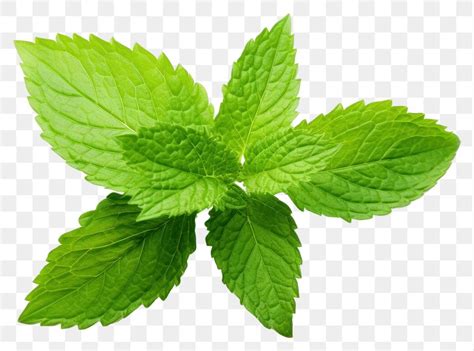 Png Mint Leaf Plant Herbs Free Png Rawpixel