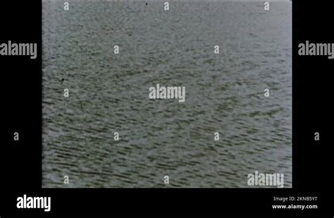 Grazing Cattle Watering Hole Stock Videos And Footage Hd And 4k Video