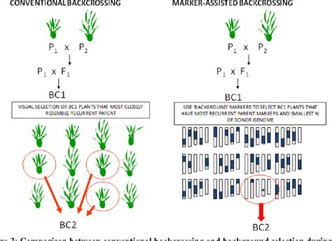 Figure 8 From Review Article A Review On Marker Assisted Selection In Crop Improvement