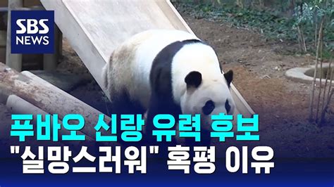 푸바오 신랑 유력 후보실망스러워 혹평 이유 Sbs 오클릭 Youtube