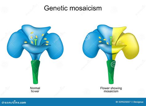 chromosomal mutation inversion duplication translocation deletion