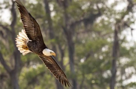 Scouting Americas Attempt To Revictimize Their Victims Survivors Of