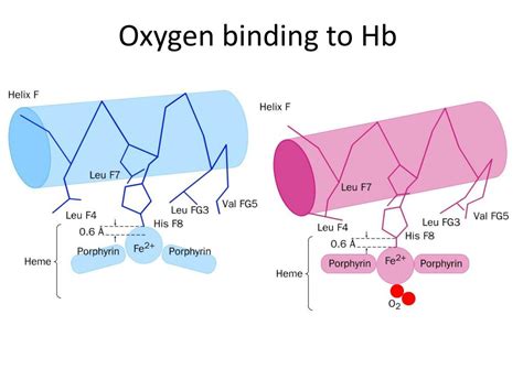 PPT Hemoglobin And Hemoglobinpathies PowerPoint Presentation Free Download ID 2128400