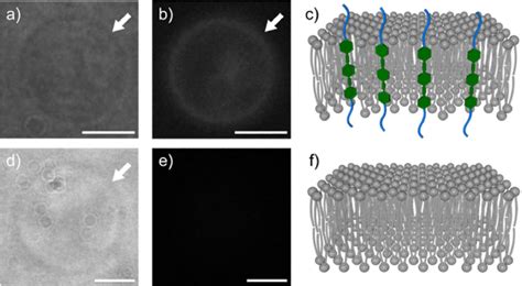 A And B Optical Micrographs Of Dopc Giant Unilamellar Vesicles Guvs Download Scientific