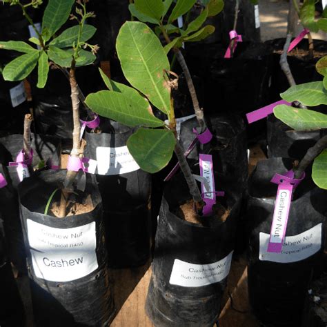 Cashew Nut Tree Just Berry Plants