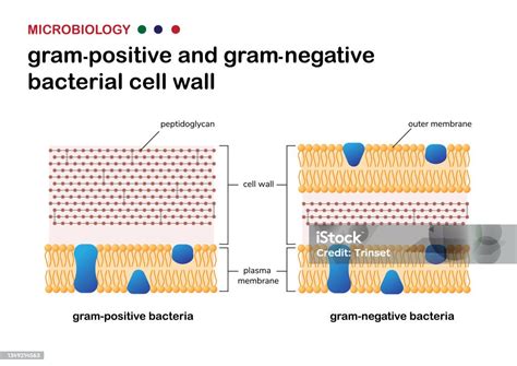 생물학 다이어그램은 그람 양성 박테리아와 그람 음성 박테리아 사이의 세포벽의 비교를 제시합니다 박테리아에 대한 스톡 벡터 아트