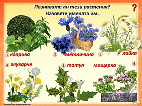 29 Растенията и хората Селскостопански диворастящи растения билки…