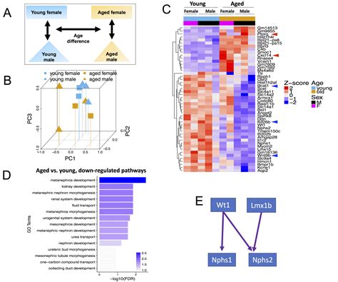 Sex Differences In Transcriptomic Profiles In Aged Kidney Cells Of Renin Lineage Figure F Aging
