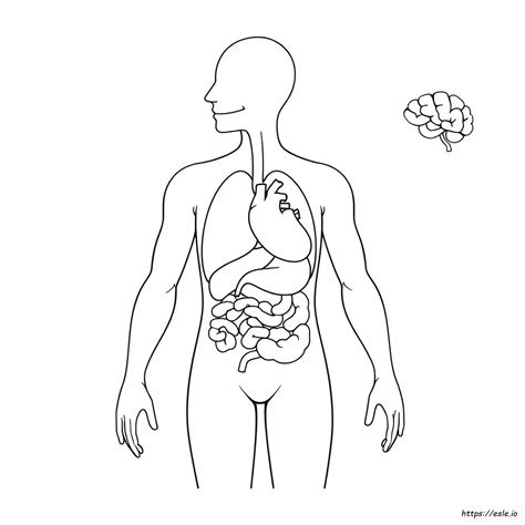 Organe Ale Corpului Uman De Colorat Printabile