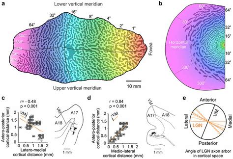 Cortical Map For Ocular Dominance A Ocular Dominance Map In Human V1 Download Scientific