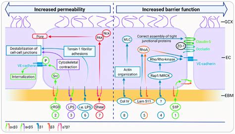 The Functional Relationship Of Integrin Mediated Cell Matrix And Download Scientific Diagram