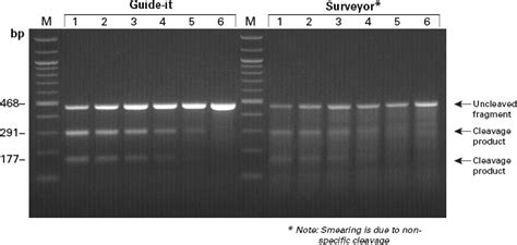 Comparison Of The Guide It Mutation Detection Kit With A CEL Nuclease Based Assay