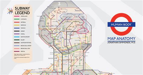 An Illustrated Subway Map Of Human Anatomy