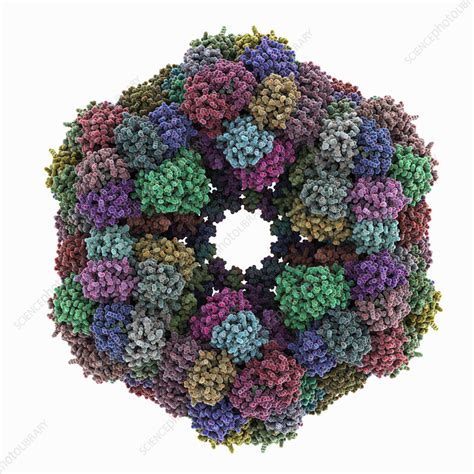 Giant Haemoglobin From Glossoscolex Molecular Model Stock Image C057 2566 Science Photo