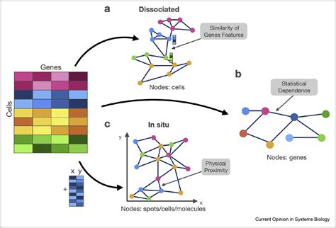Graph Representation Learning For Single Cell Biology Leon Hetzel