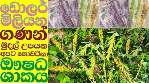 විශාල ලෙස ඩොලර් වලින් මූදල් උපයන අඩනහිරිය ඖෂධ ශාකය Youtube