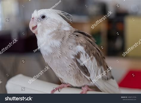 White Faced Cockatiel