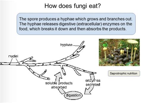 Fungi Flashcards Quizlet