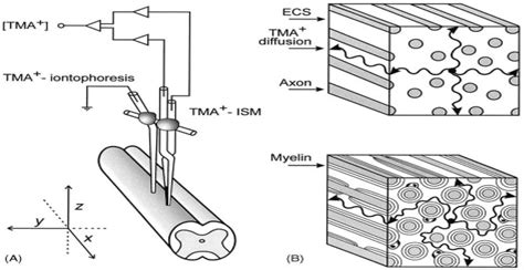 Heterogeneous And Anisotropic Diffusion In The Developing Ra Neuroreport