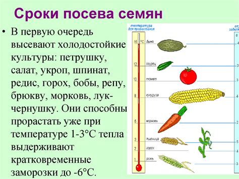 Время посева и глубина заделки семян презентация онлайн