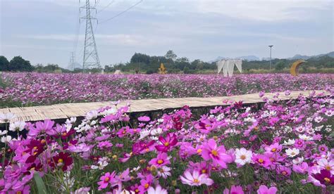 รวมรูปภาพของ ทุ่งดอกคอสมอส น้องบุญทิ้ง นนท์ศิลาฟาร์ม ดอกไม้บานสะพรั่ง เปิดให้ชมปีละ 1 ครั้ง