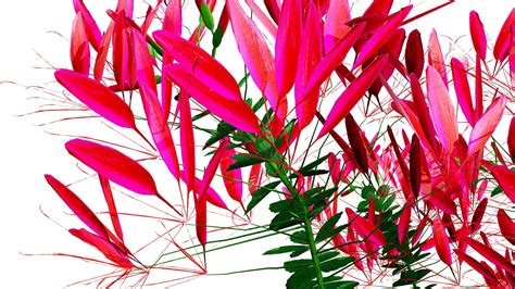 Australian Spider Flower Bush Flippednormals