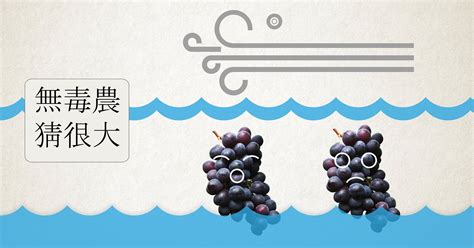 無毒農 友善環境的安心水果 【無毒農的蔬果生活033】 🎀每晚930，今天沒吃水果也要想過水果 ！🎀