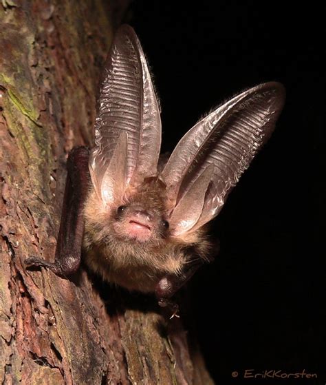 The Ears Of The Brown Long Eared Bat Plecotus Auritus Are Around 3
